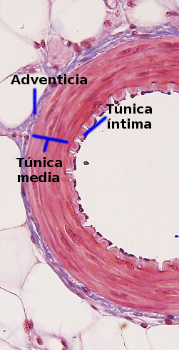 Cuestionarios. Respuestas. Órganos animales. Cardiovascular. Atlas de ...