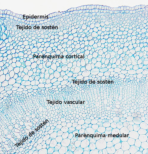 Cuetionarios. Tejidos vegetales. Imágenes. Atlas de Histología Vegetal y Animal